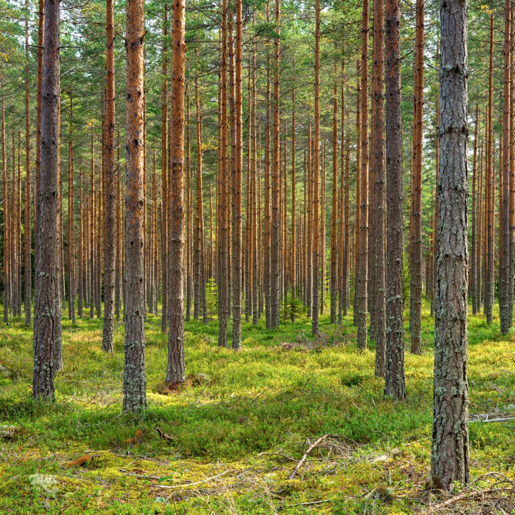 Crosslam CLT Material | CLT manufacturing process | Crosslam